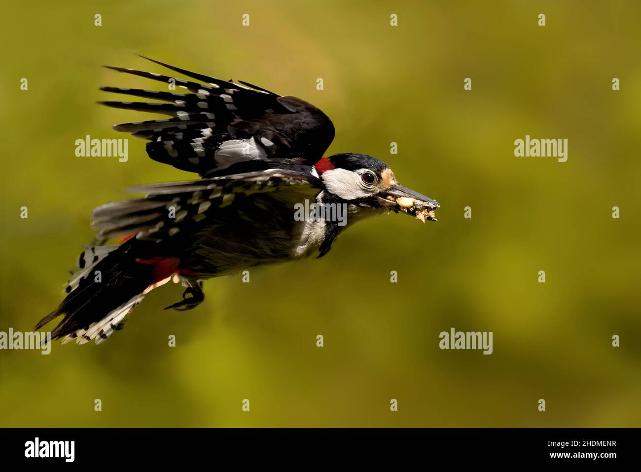 flying, woodpecker, fly, to fly, woodpeckers Stock Photo - Alamy