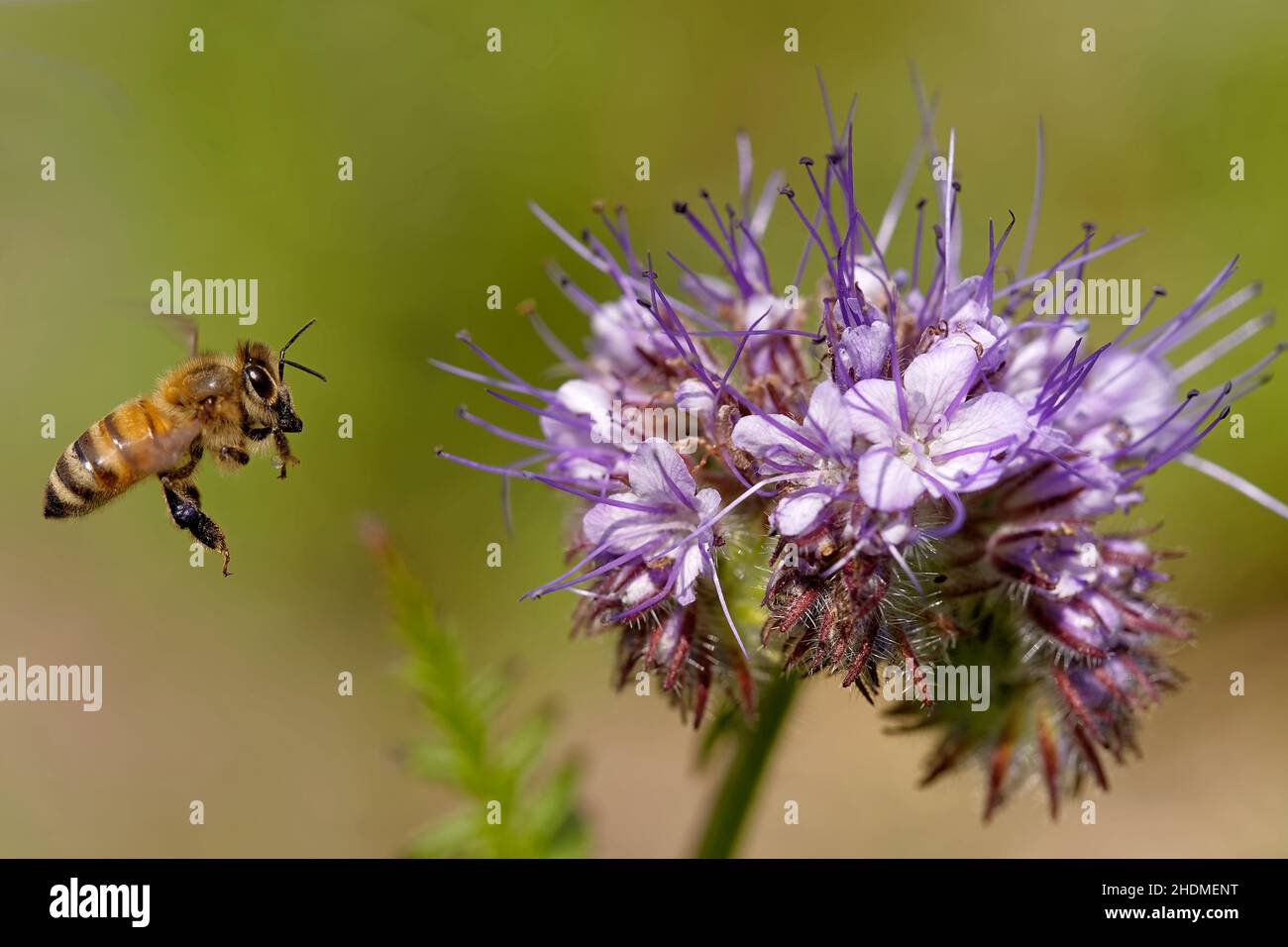 bee, lacy phacelia, bees, lacy phacelias Stock Photo - Alamy