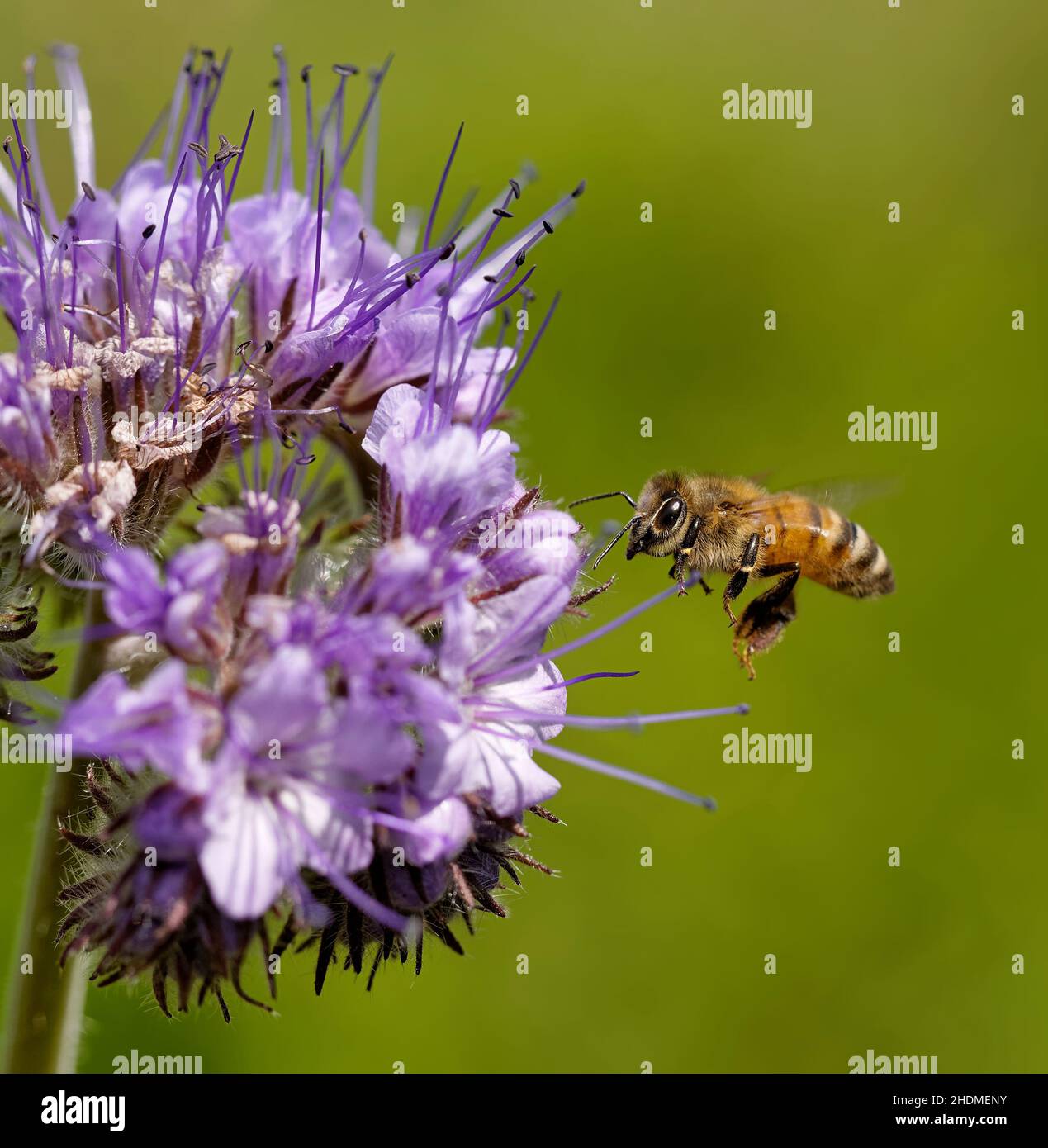 bee, lacy phacelia, bees, lacy phacelias Stock Photo - Alamy