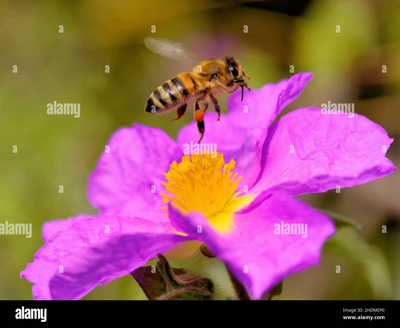 bee, pink rock-rose, bees Stock Photo - Alamy