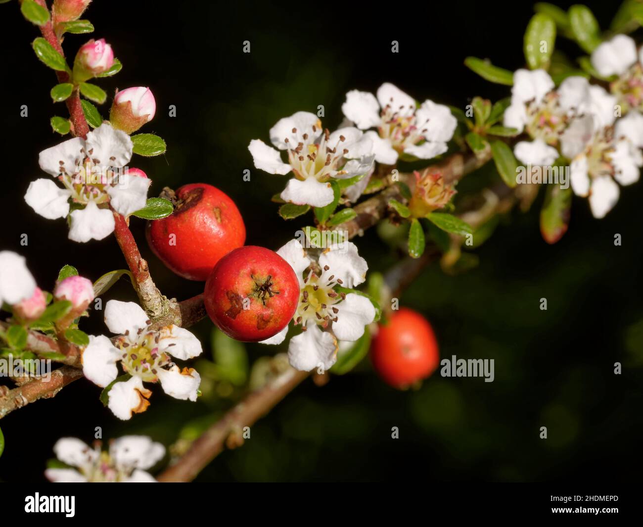 Decorus hi-res stock photography and images - Alamy