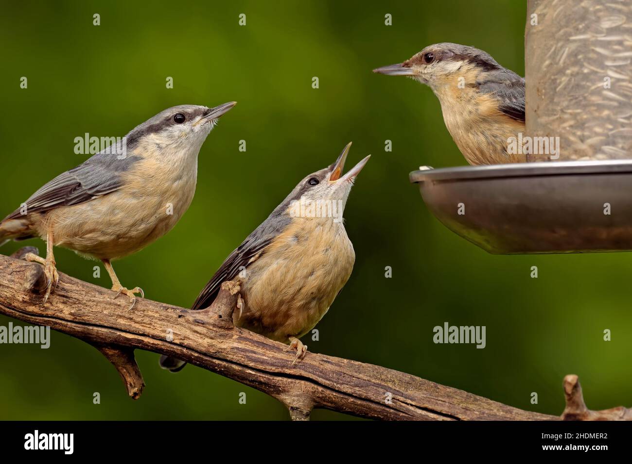 Nuthatch family hi-res stock photography and images - Alamy