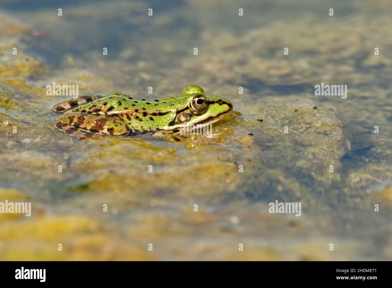 edible frog, edible frogs Stock Photo - Alamy
