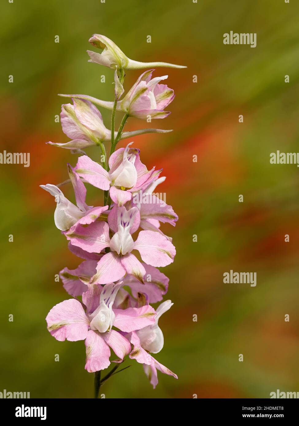 Field larkspurs hi-res stock photography and images - Alamy