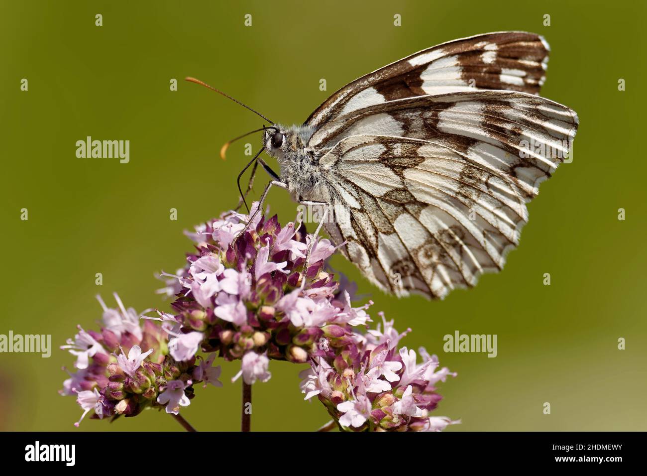 Marbled boards hi-res stock photography and images - Alamy