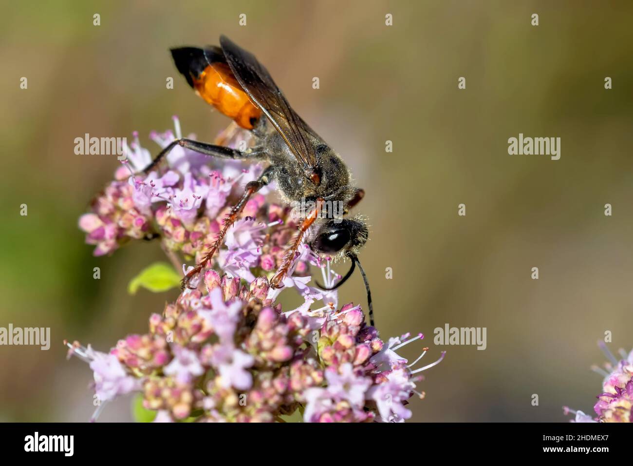 Golden insects hi-res stock photography and images - Alamy