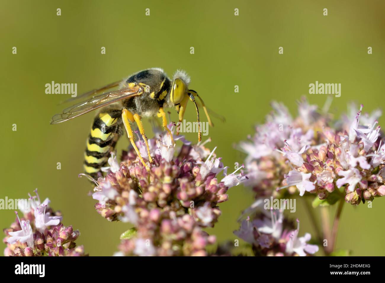 Bembix wasp hi-res stock photography and images - Alamy