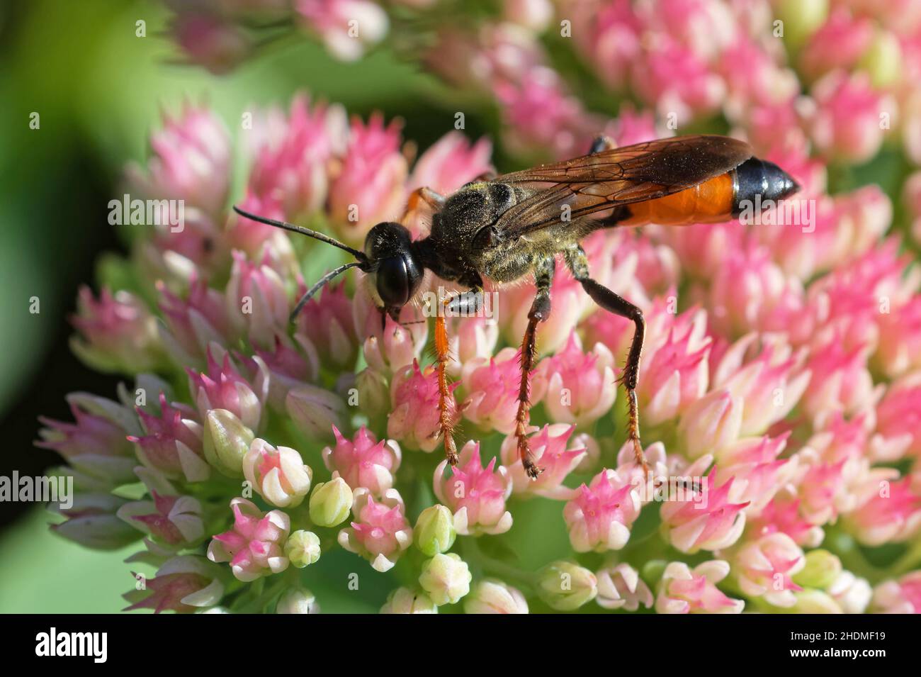 golden digger wasp Stock Photo - Alamy