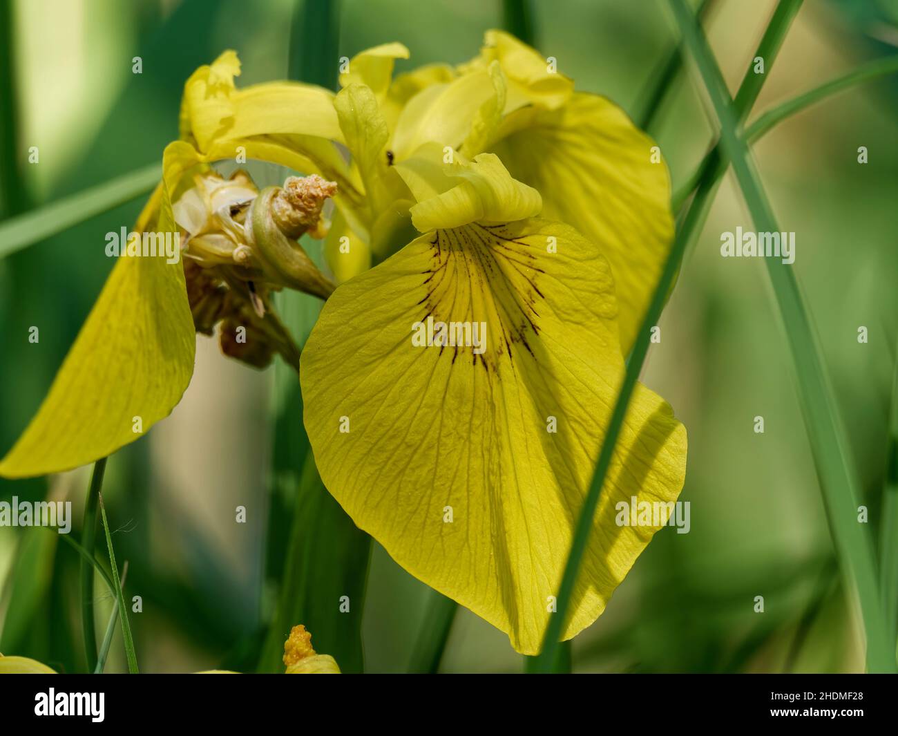 Sword lily family hi-res stock photography and images - Alamy