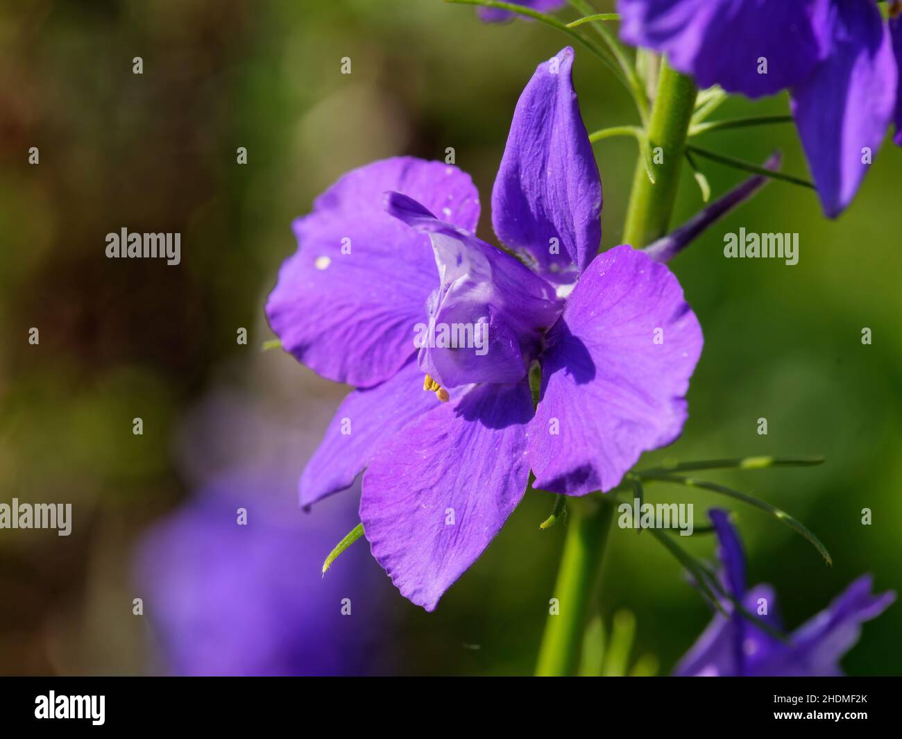 Field larkspurs hi-res stock photography and images - Alamy