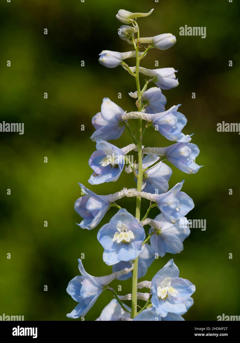 Larkspur of buttercup family hi-res stock photography and images - Alamy