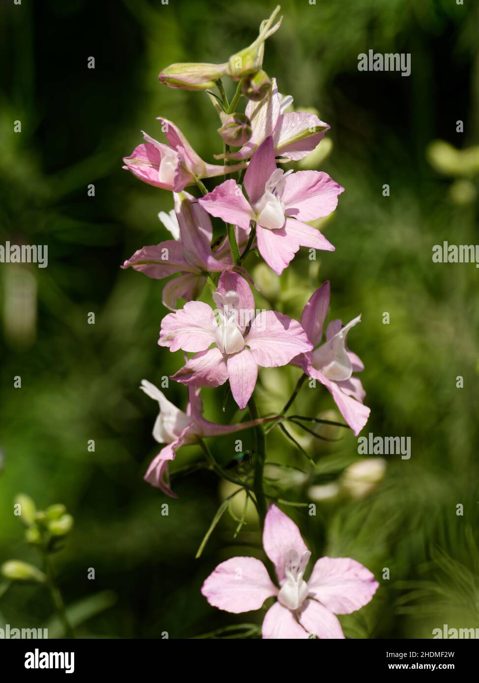 field larkspur, rocket larkspur, field larkspurs Stock Photo - Alamy
