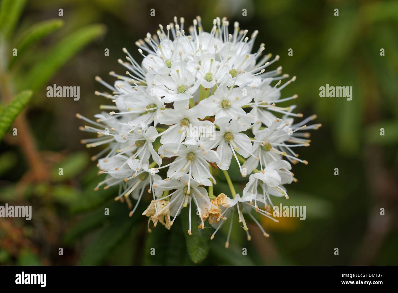 Labrador tea plant hi-res stock photography and images - Alamy