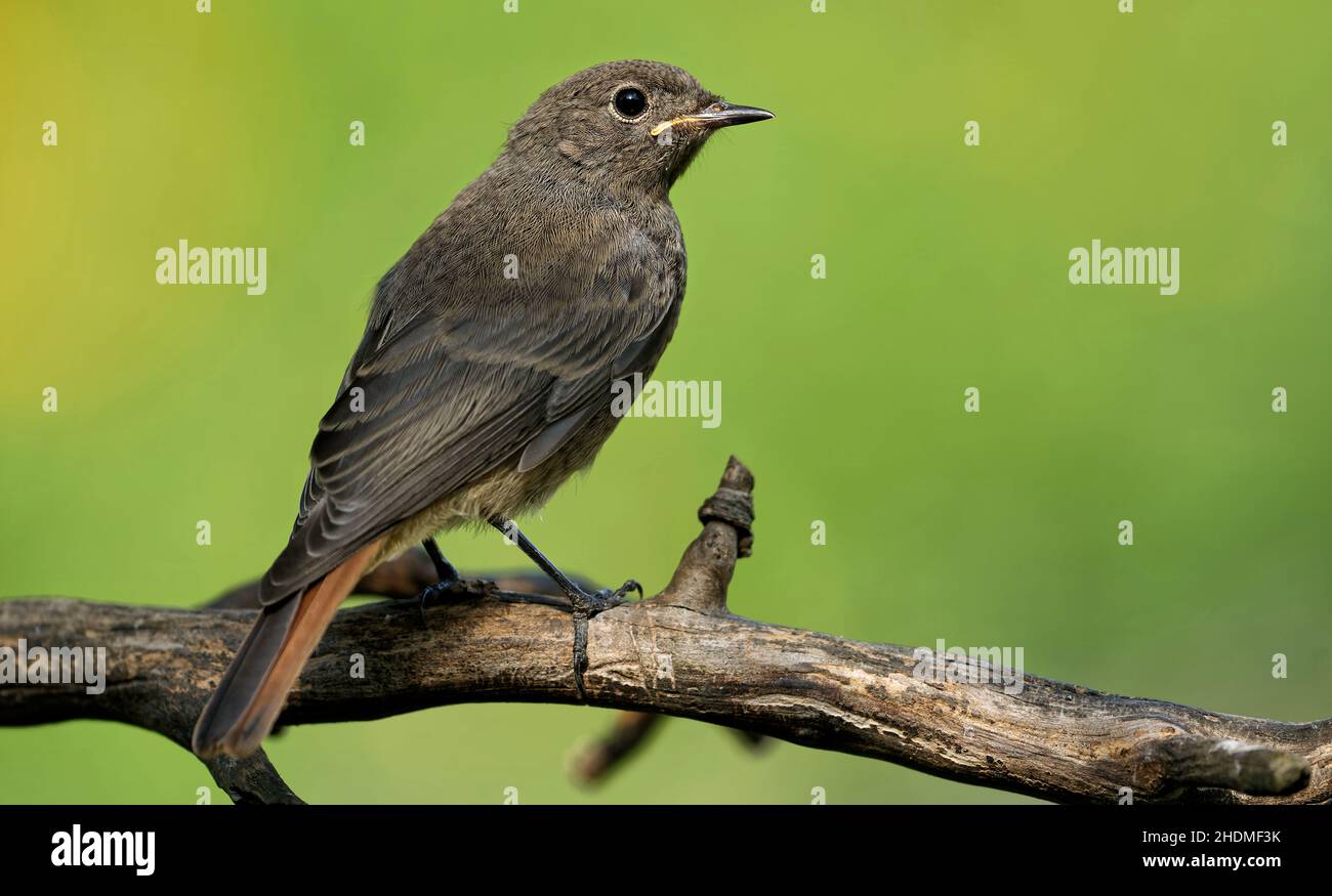 black redstart, black redstarts Stock Photo - Alamy