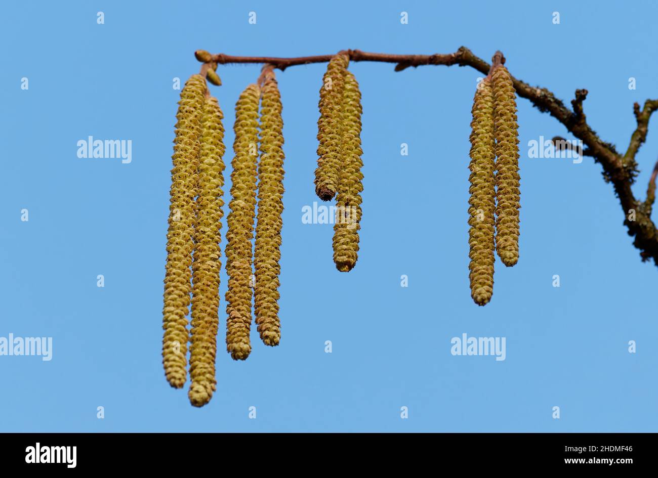 flowering hazel, common hazel, flowering hazels, common hazels Stock ...
