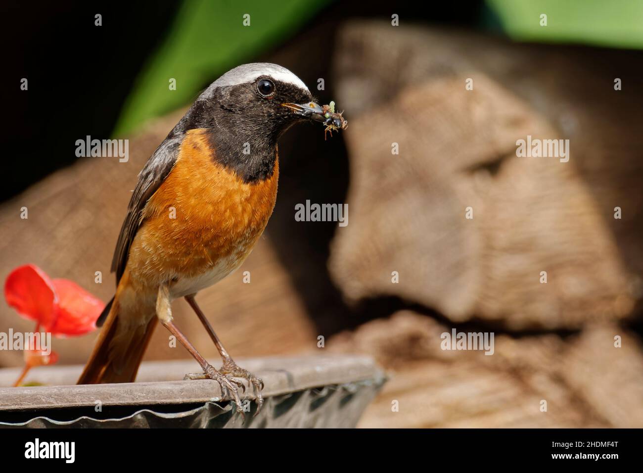 Garden bird insects birds hi-res stock photography and images - Alamy