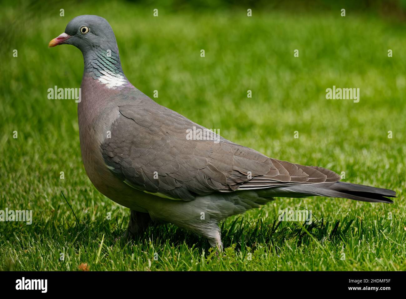 dove, pigeon, doves, pigeons Stock Photo - Alamy