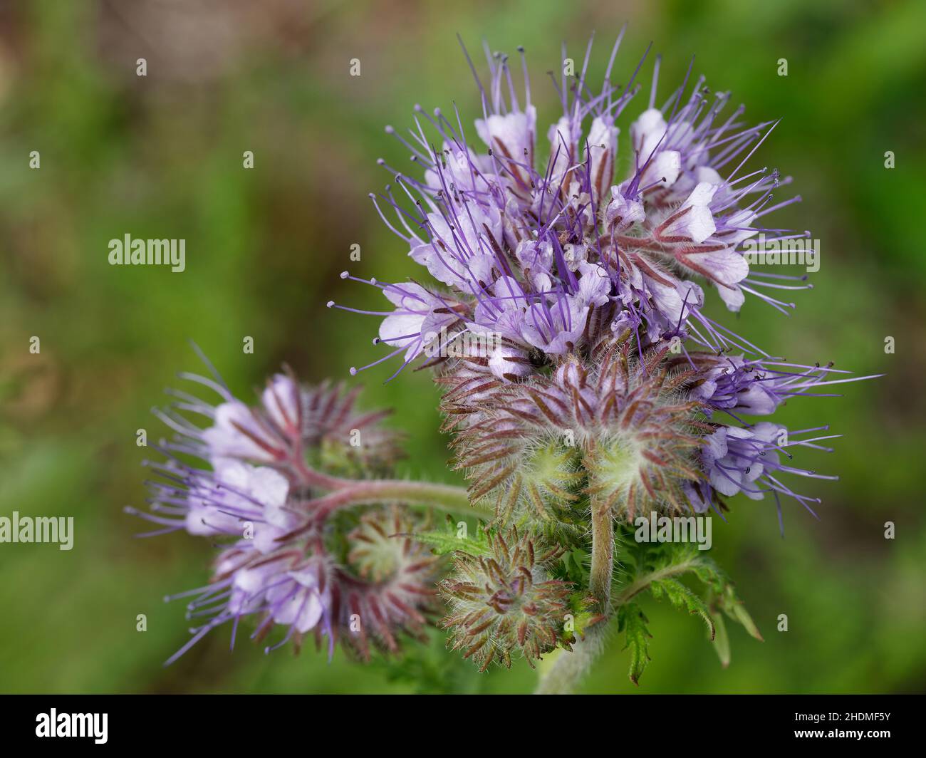 Lacy plants hi-res stock photography and images - Alamy
