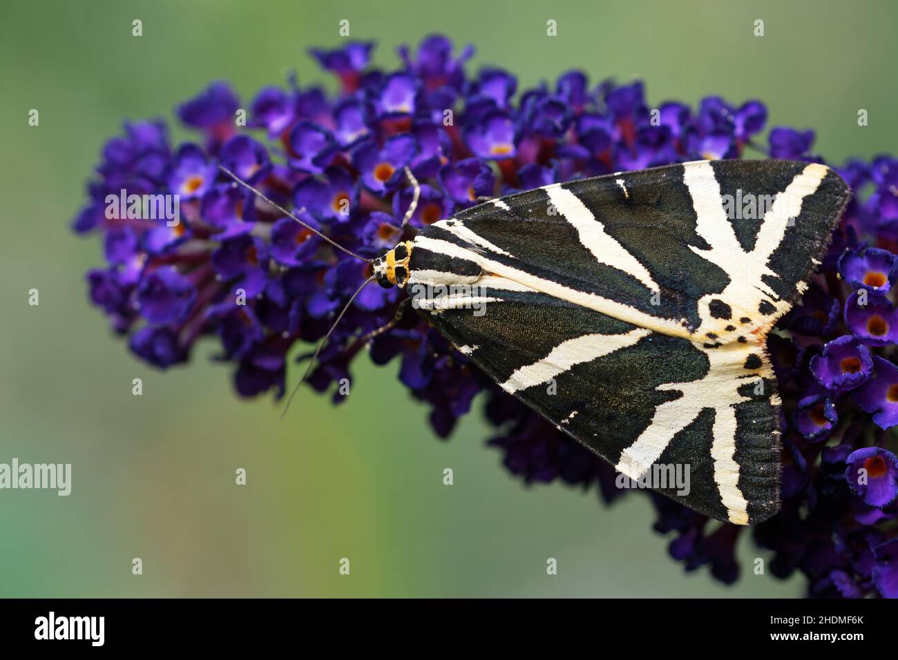 nectar, butterfly, buddleja davidii, nectars, butterflies, buddleja ...