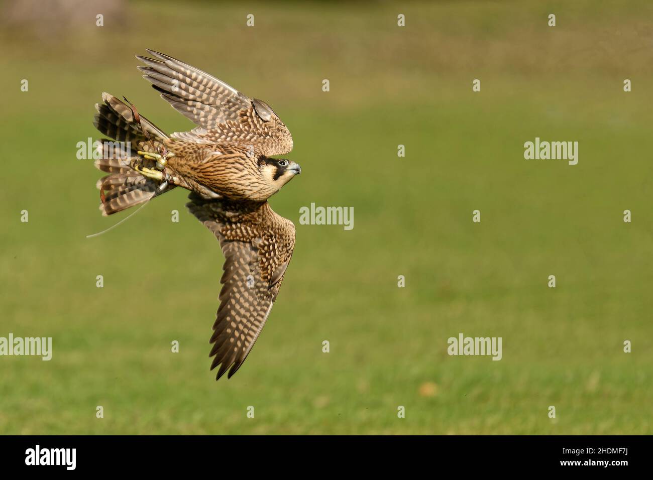 flight, peregrine falcon, flights, peregrine falcons Stock Photo - Alamy