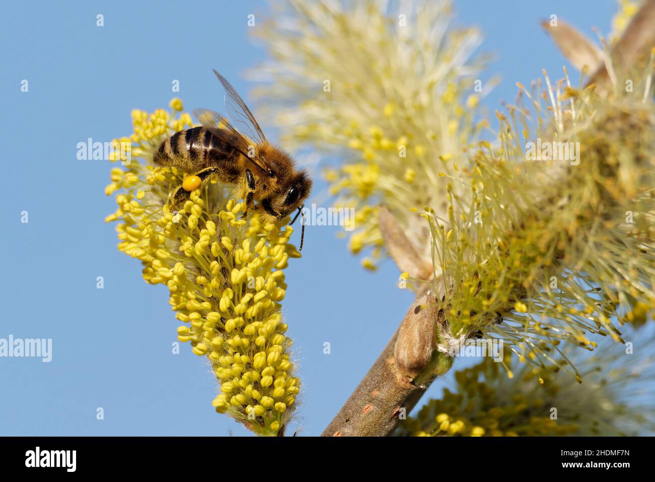 bee, pollinate, pussy willow, bees, pollinates, pussy willows Stock ...
