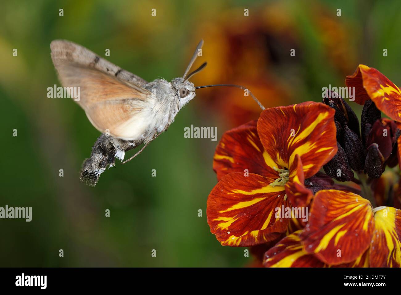 hummingbird hawk-moth, wallflower, hummingbird hawk-moths Stock Photo ...