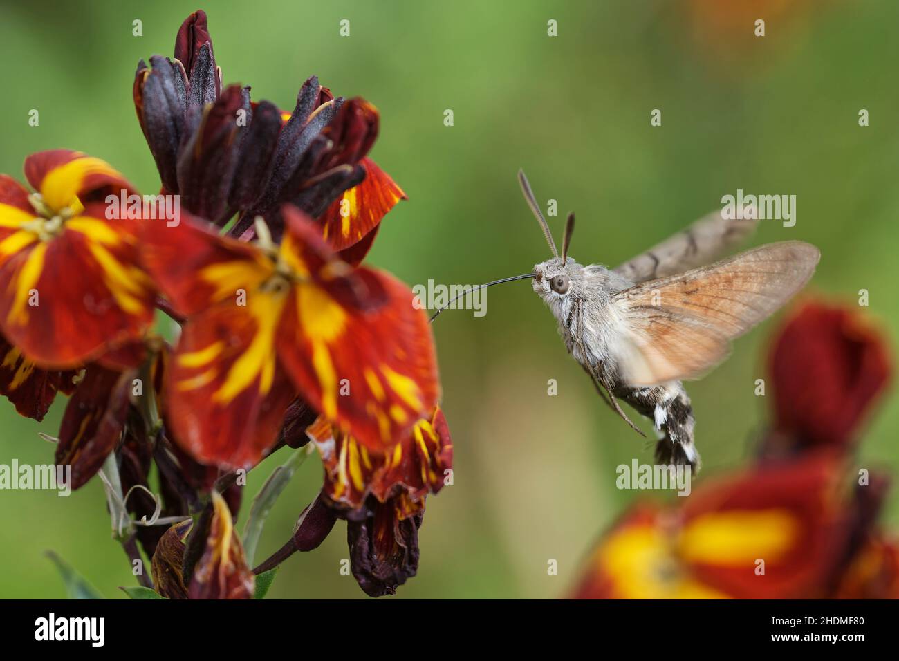 hummingbird hawk-moth, hummingbird hawk-moths Stock Photo - Alamy