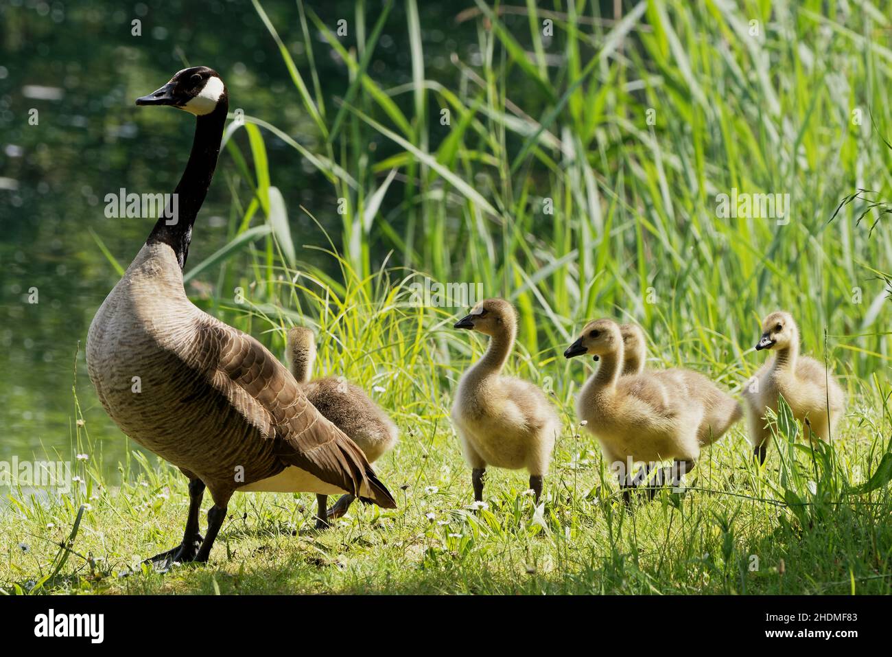 animal family, canada goose, animal families, canada gooses Stock Photo ...