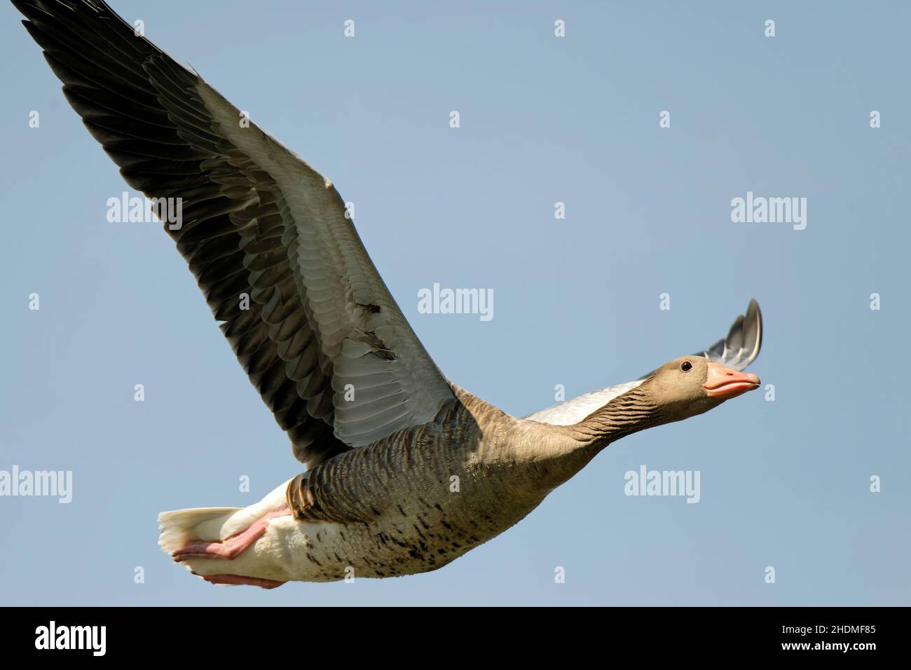 flight, greylag goose, flights, greylag gooses Stock Photo - Alamy