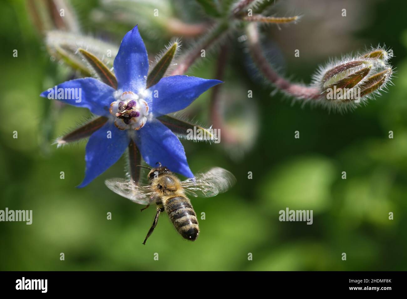 bee, borage bloom, bees, borage blooms Stock Photo - Alamy