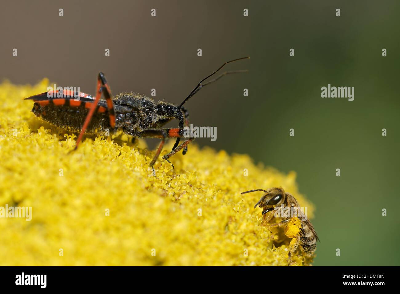 Rhynocoris annulatus hi-res stock photography and images - Alamy