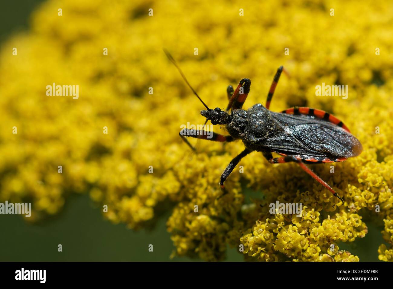 Rhynocoris annulatus hi-res stock photography and images - Alamy