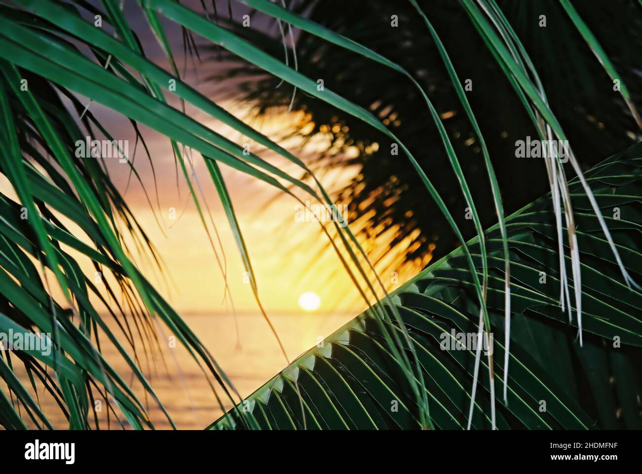 sunset, beach, palm leaf, caribbean, sunsets, beaches, seaside, palm ...