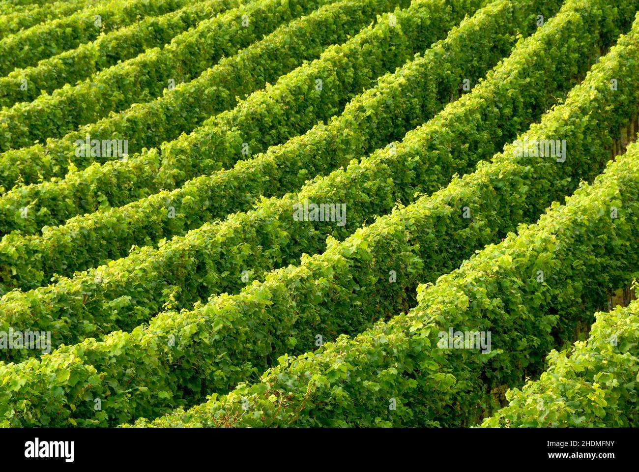 backgrounds, winemaking, vineyard, background, vineyards Stock Photo ...