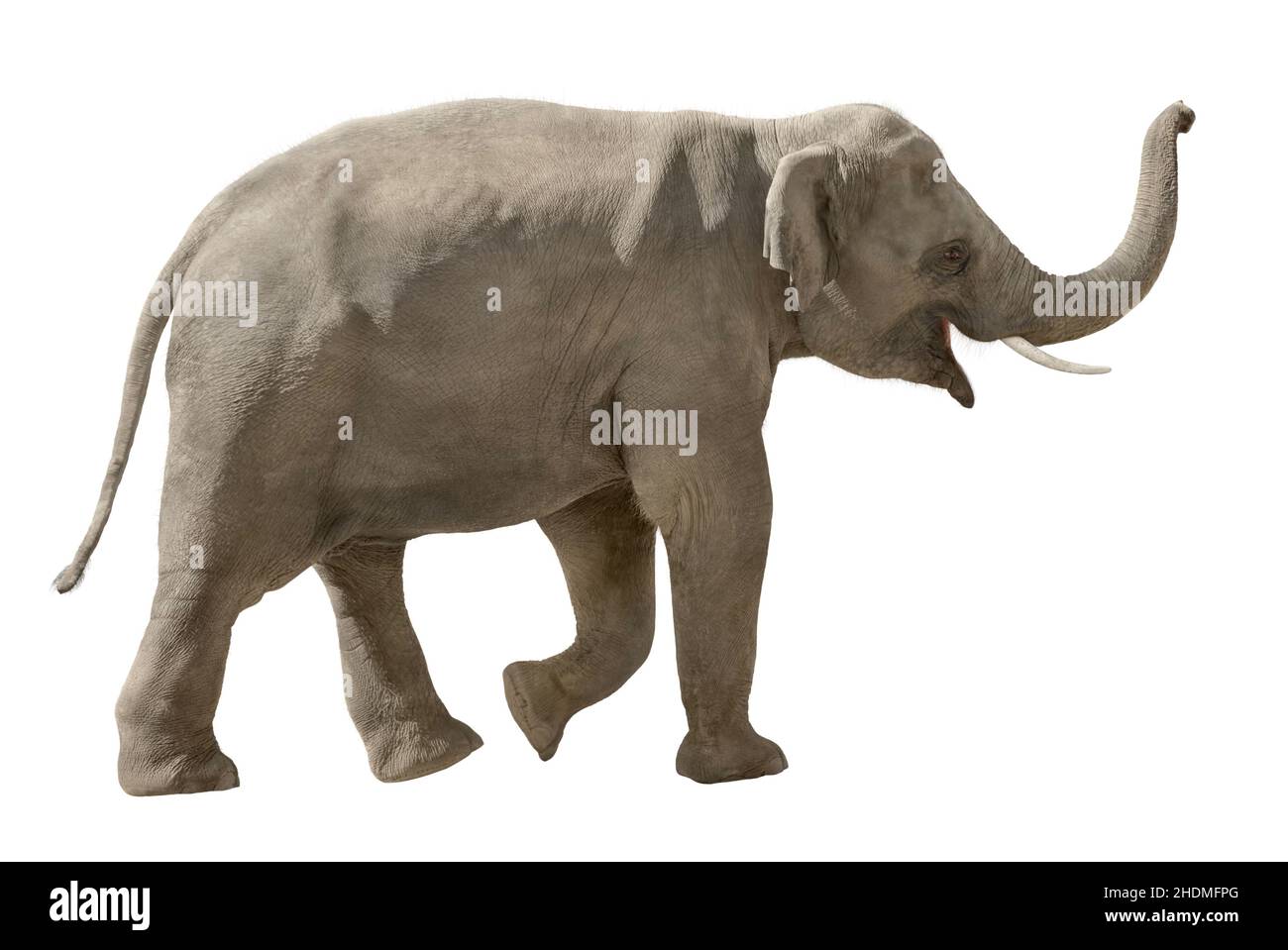 Outside pachyderms hi-res stock photography and images - Alamy