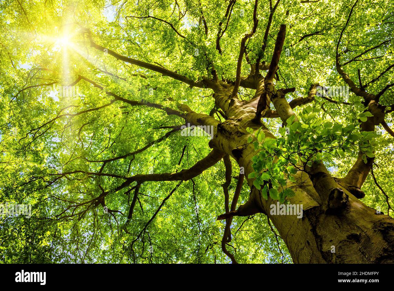 spring, beech tree, treetop, beech trees, treetops Stock Photo - Alamy