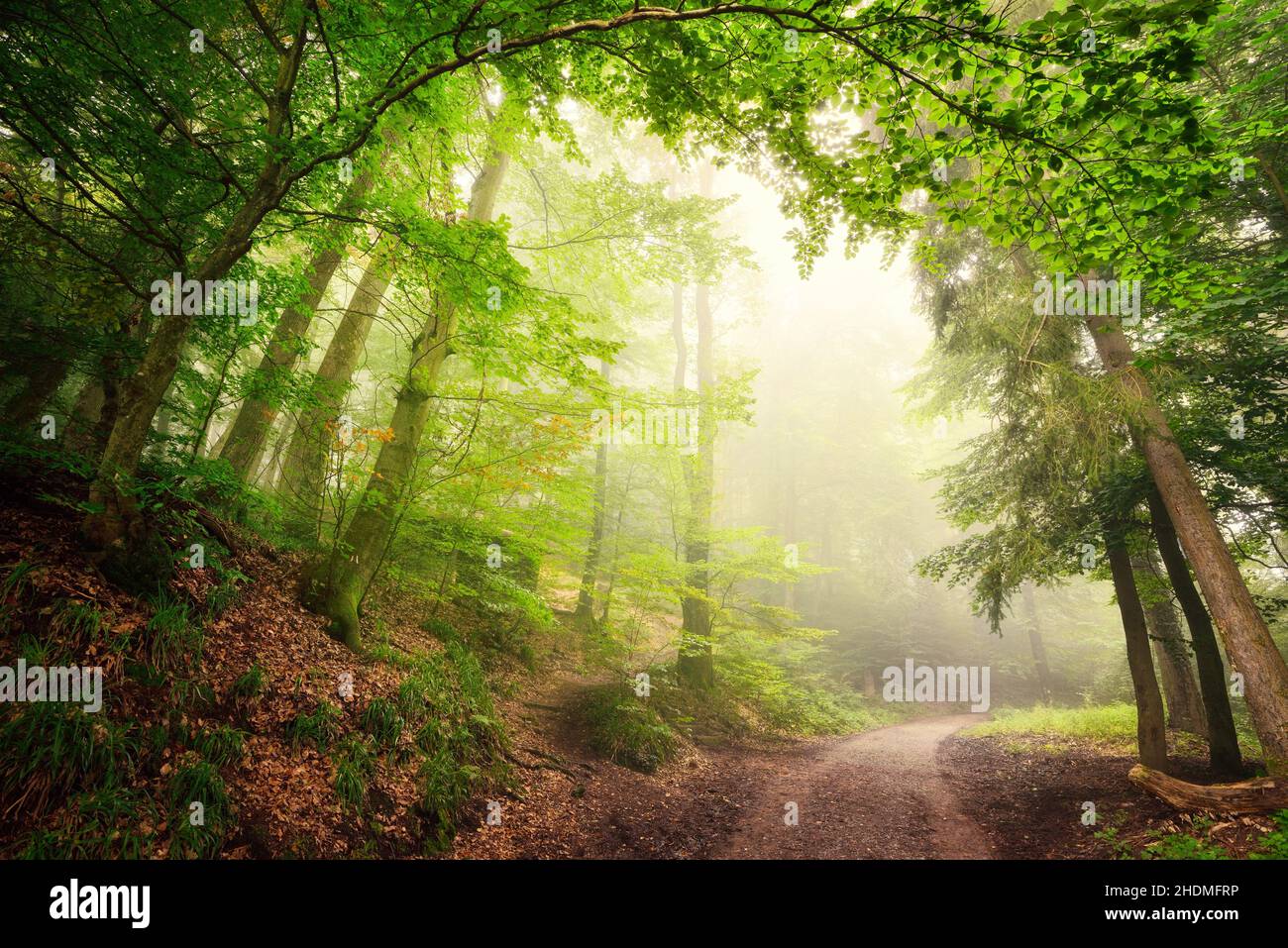 nature, forest, path, fairy, natur, natures, forests, wood, woodland ...