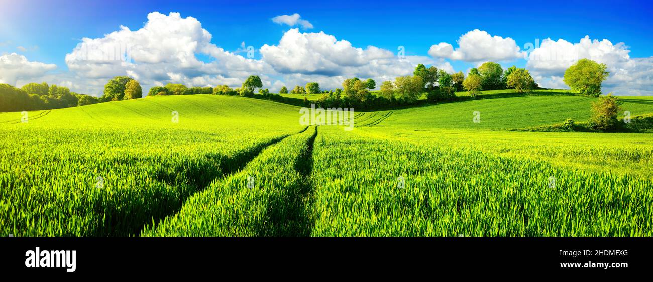 landscape, field, meadow, landscapes, rural, rural scene, scene ...