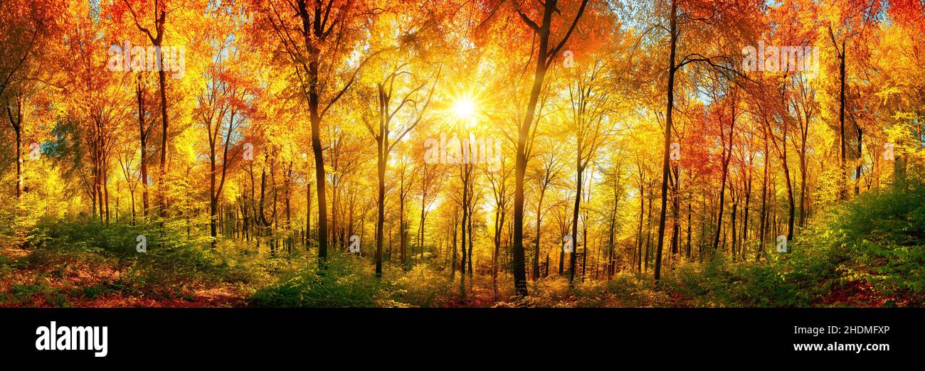 autumn forest, autumn forests, fall Stock Photo - Alamy