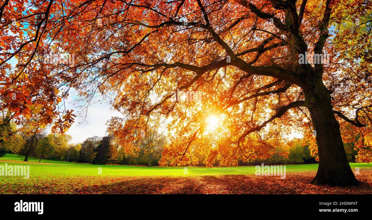 park, autumn, oak tree, parks, fall, oak trees Stock Photo - Alamy