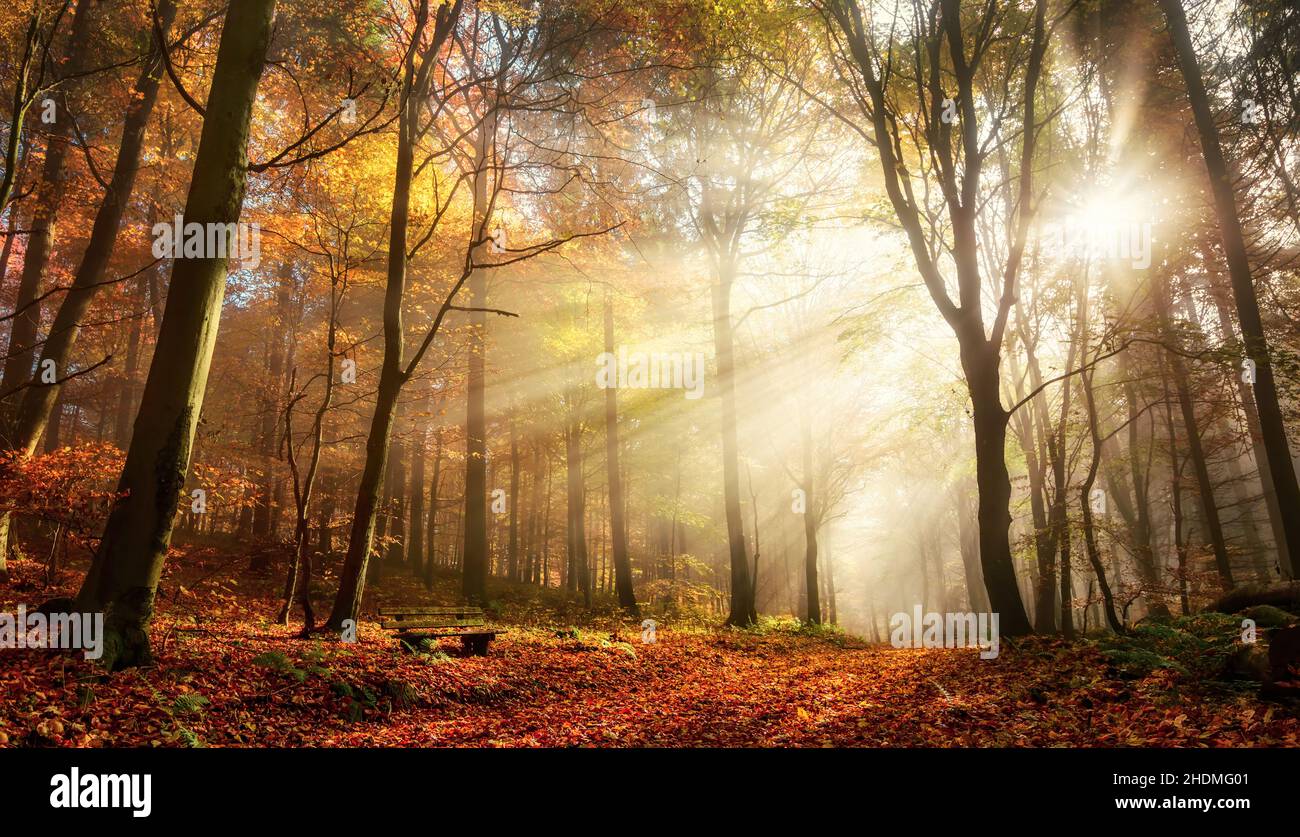 autumn, sunbeams, autumn light, fall, sun beams, sun ray, sun rays ...