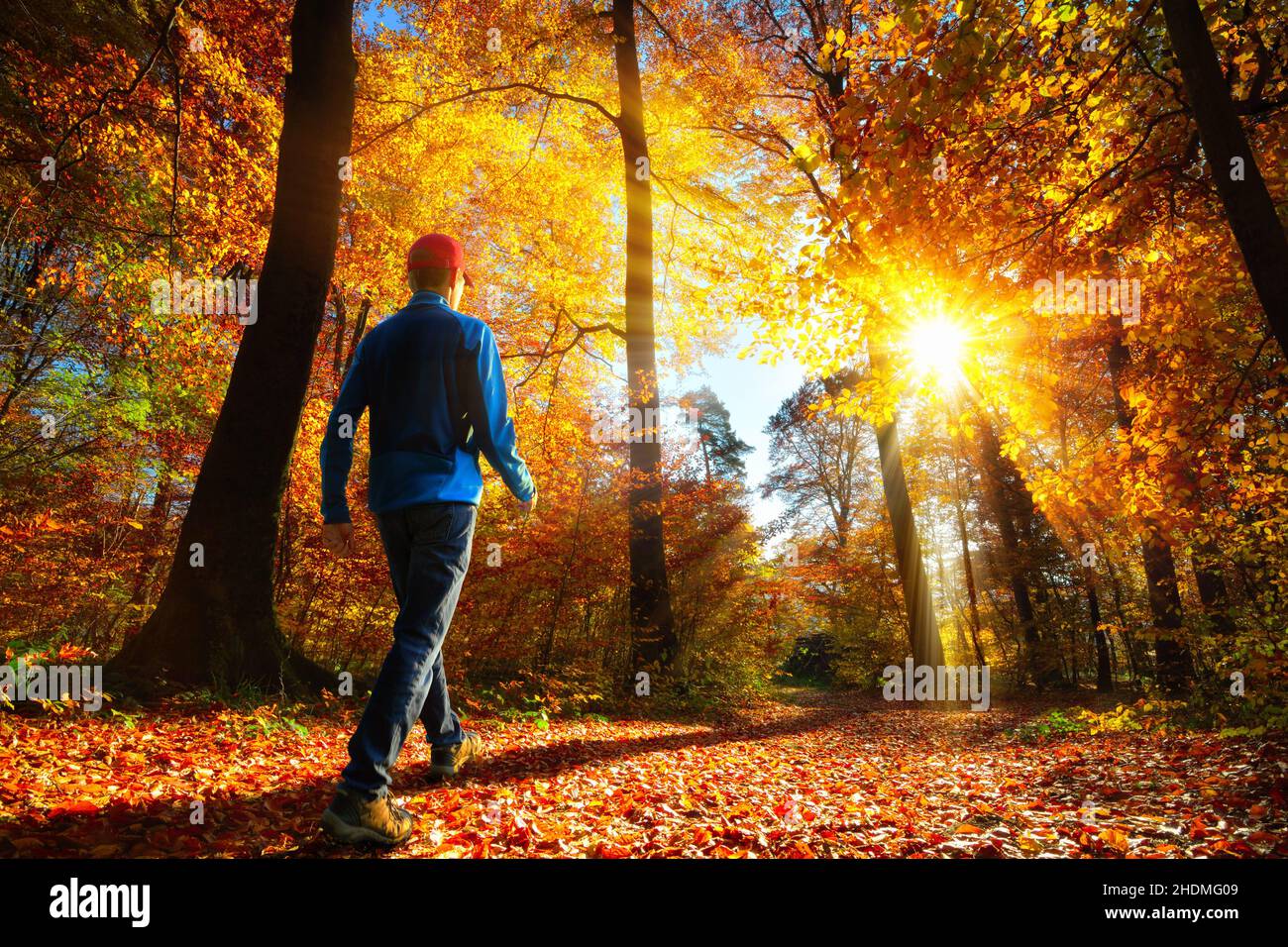 forest, autumn, walkers, forests, wood, woodland, woods, fall, walker ...