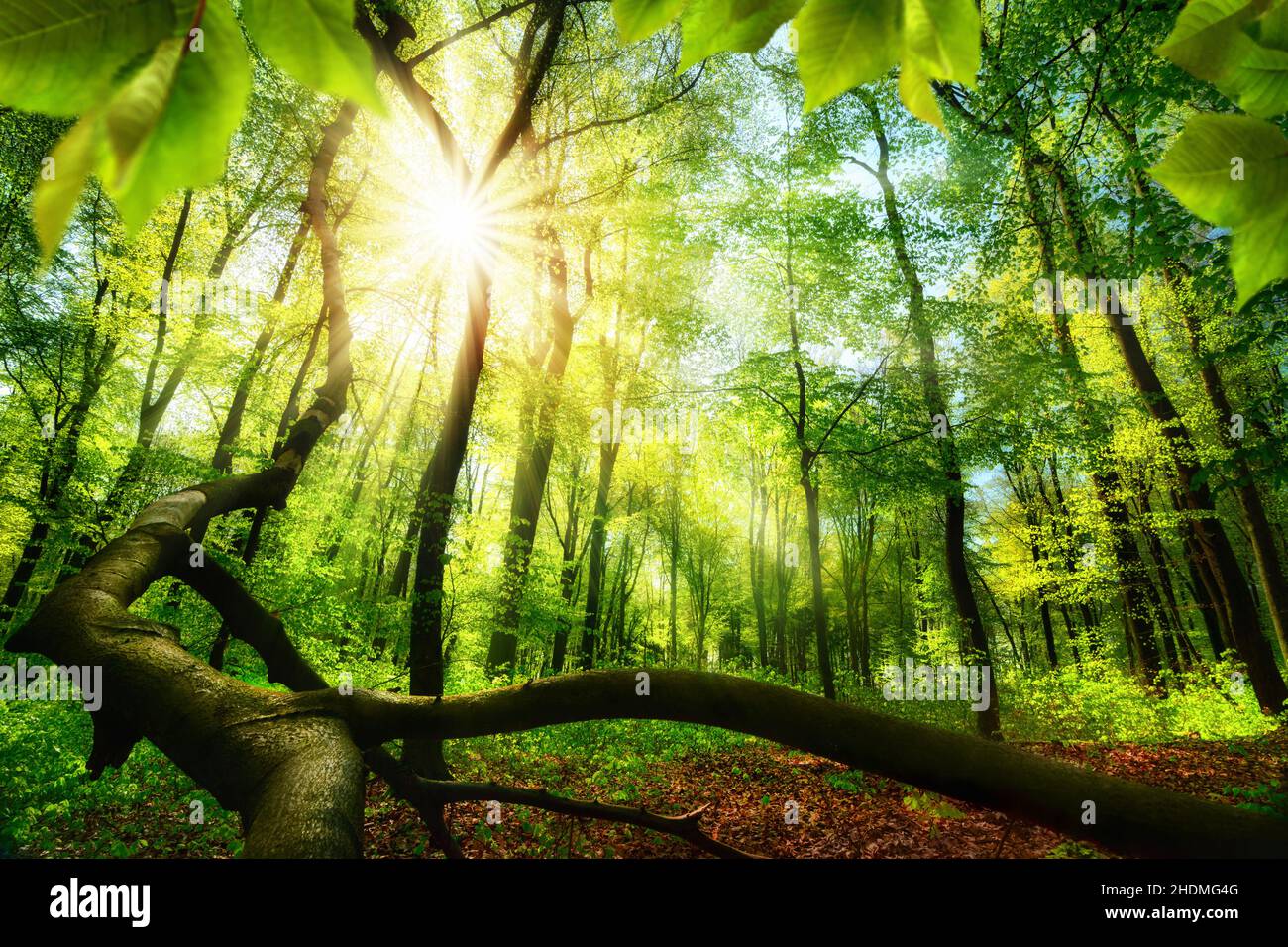 forest, spring, deciduous forest, forests, wood, woodland, woods ...