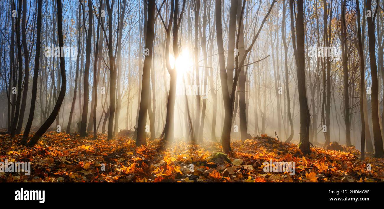 sunlight, trees, silhouettes, sun ray, sun rays, sunbeam, sunbeams ...