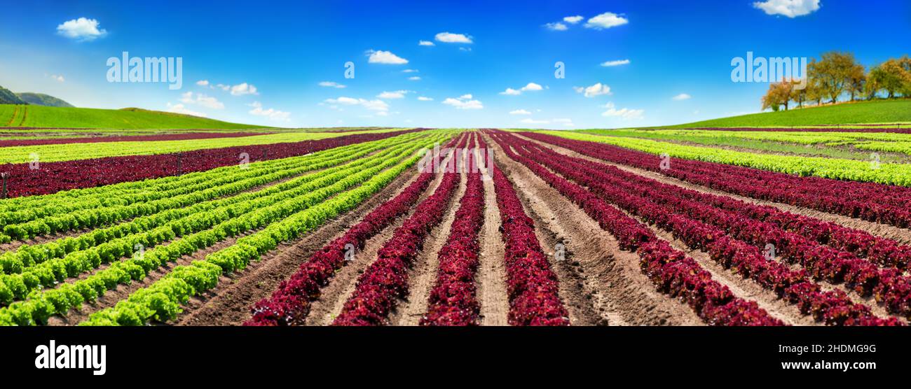 agriculture, lettuce, salad field, agricultures, lettuces, salad fields ...