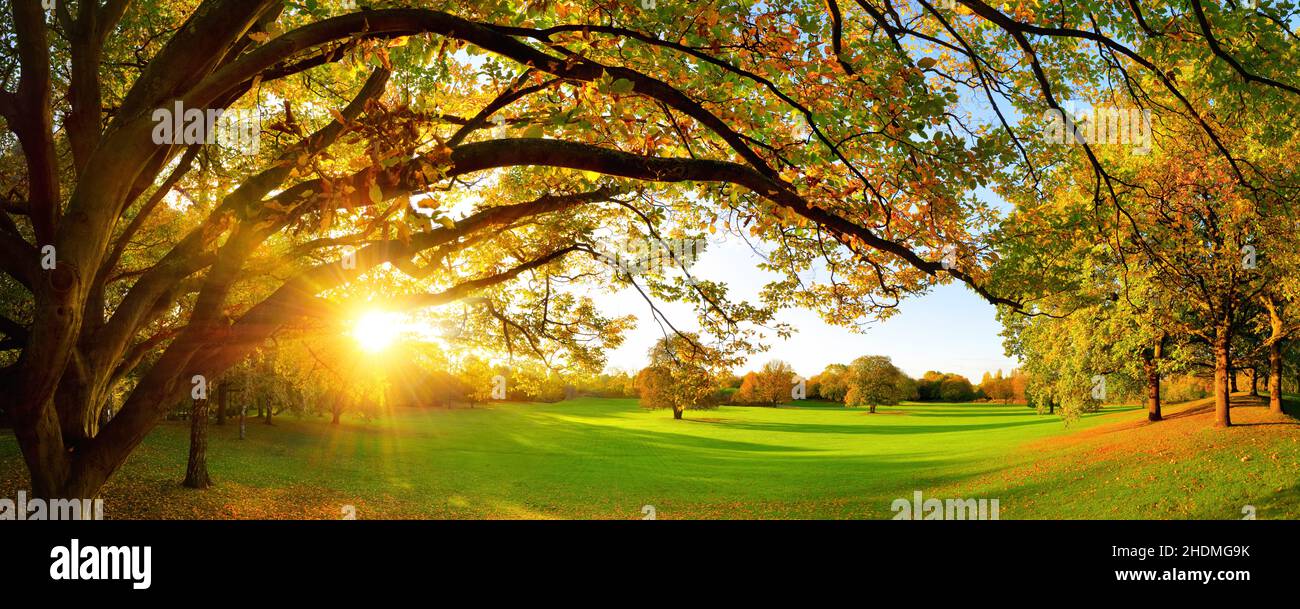 park, autumn, sunbeams, parks, fall, sun beams, sun ray, sun rays ...