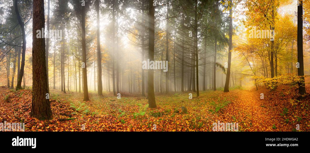 sunbeams, autumn leaves, autumn forest, sun beams, sun ray, sun rays ...
