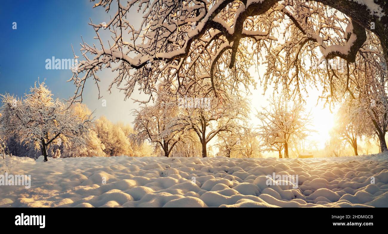 winter landscape, winter sun, landscape, landscapes, winter landscapes ...
