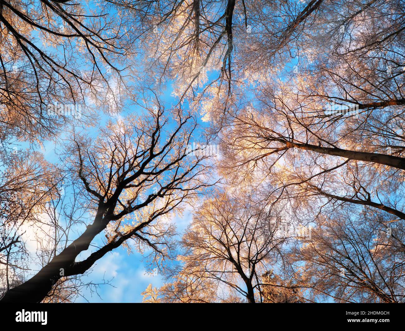 winter, treetop, winters, treetops Stock Photo - Alamy