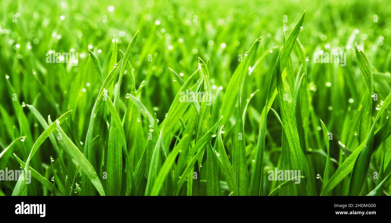 grass, blade of grass Stock Photo - Alamy